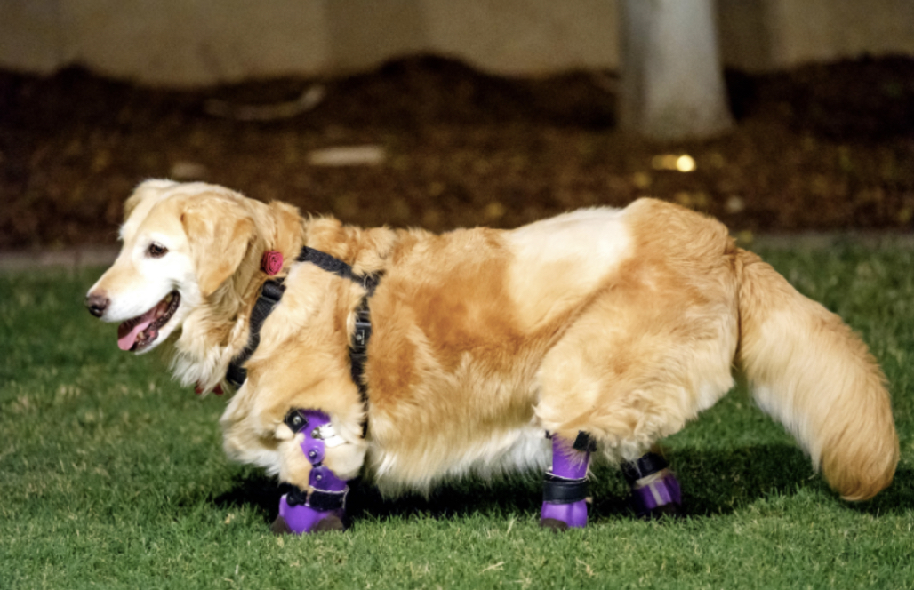 Animal Prosthetics and Orthotics – Clinical Prosthetic and Orthotic ...